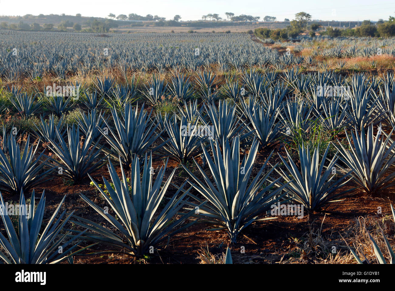 Jalisco blue agave hi-res stock photography and images - Alamy