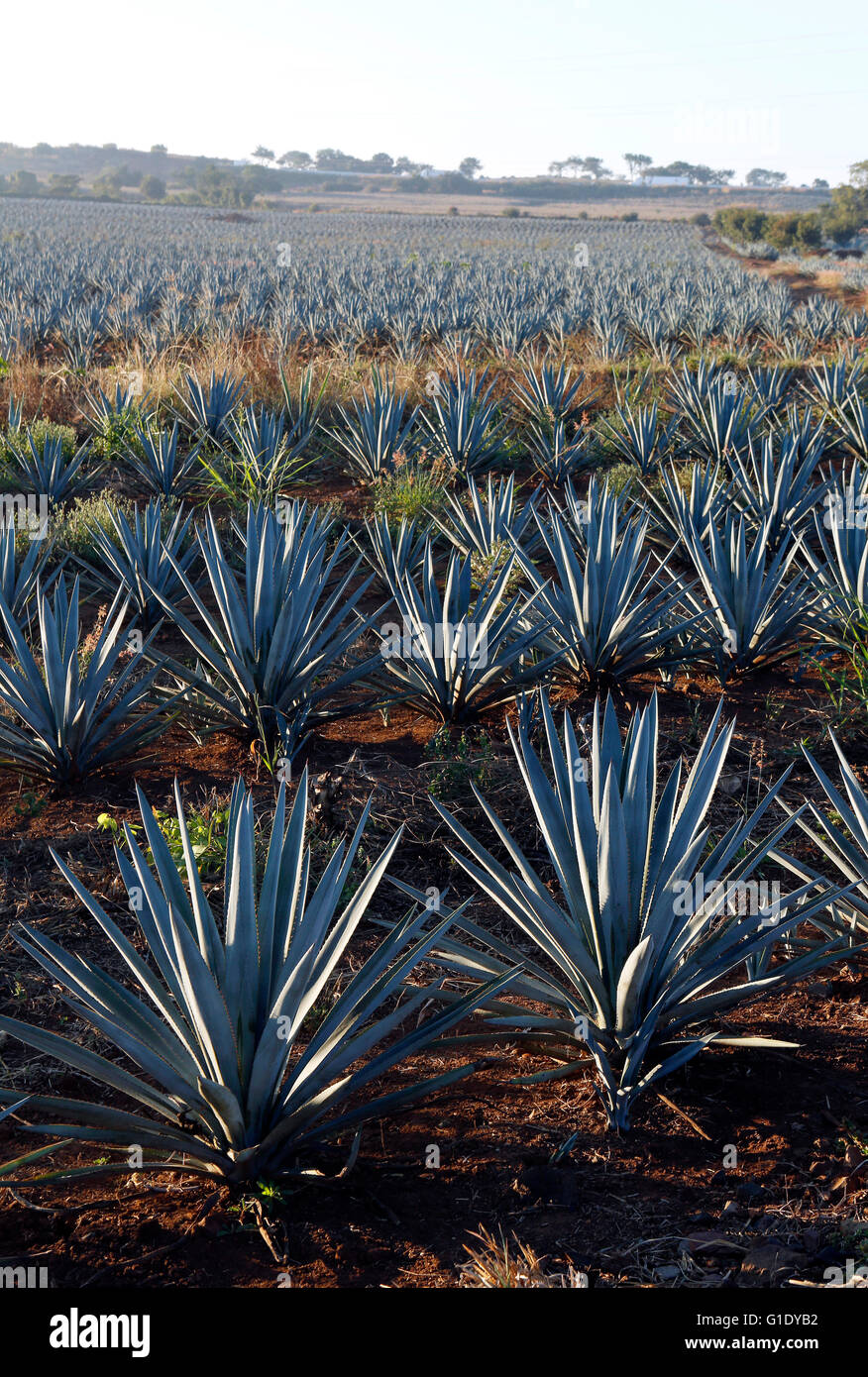 Agave fields around El Arenal, Jalisco, Mexico Stock Photo - Alamy