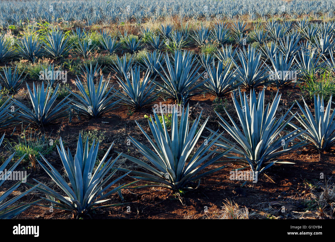 Tequila agave fields hi-res stock photography and images - Alamy