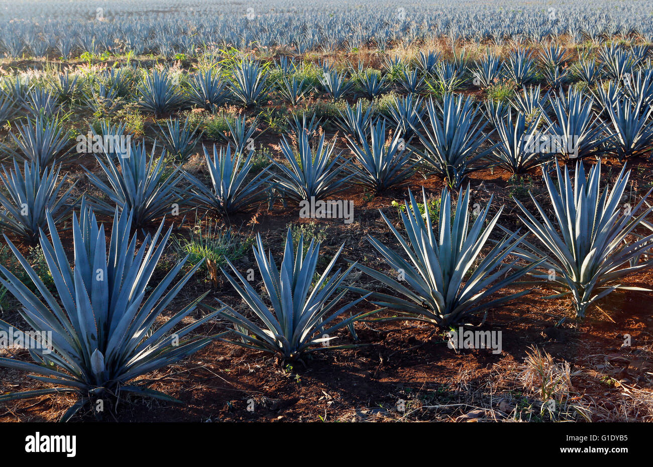 El agave tequila hi-res stock photography and images - Alamy