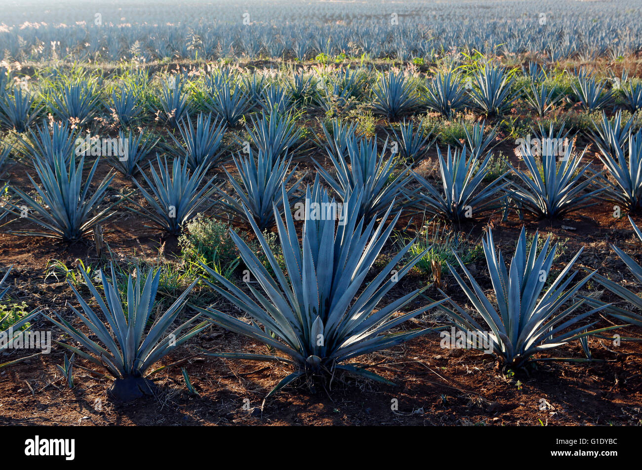 Agave fields around El Arenal, Jalisco, Mexico Stock Photo - Alamy