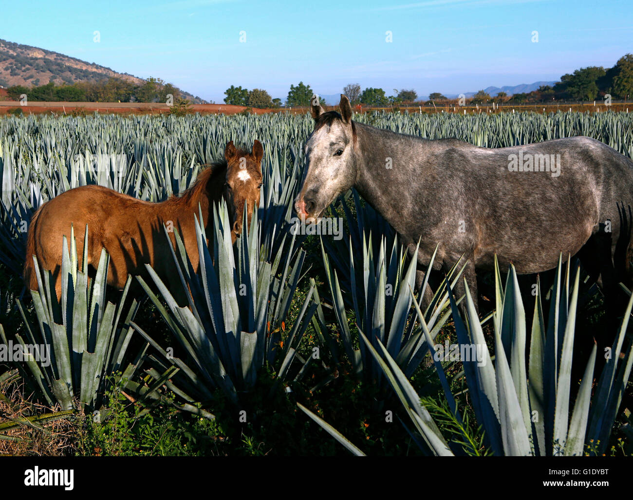 Tequila horses hi-res stock photography and images - Alamy