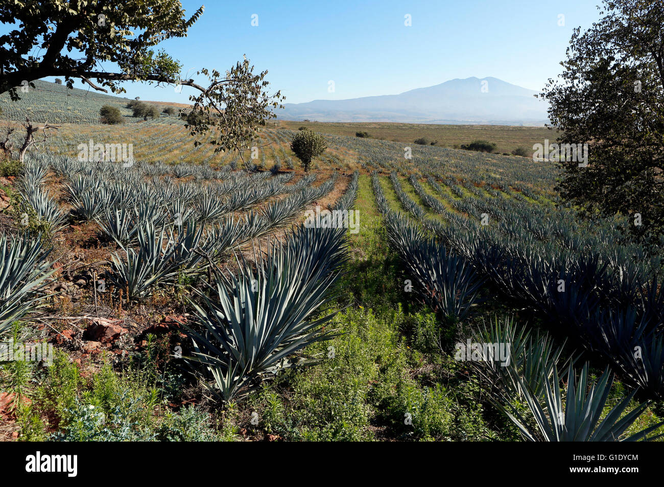 Agave fields around near San Juanito Escobedo, Jalisco, Mexico Stock ...