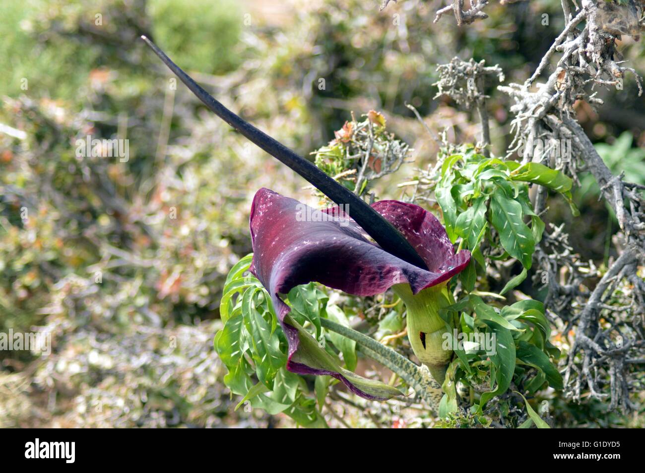 Beautiful garden flowers,summer flower background Stock Photo - Alamy