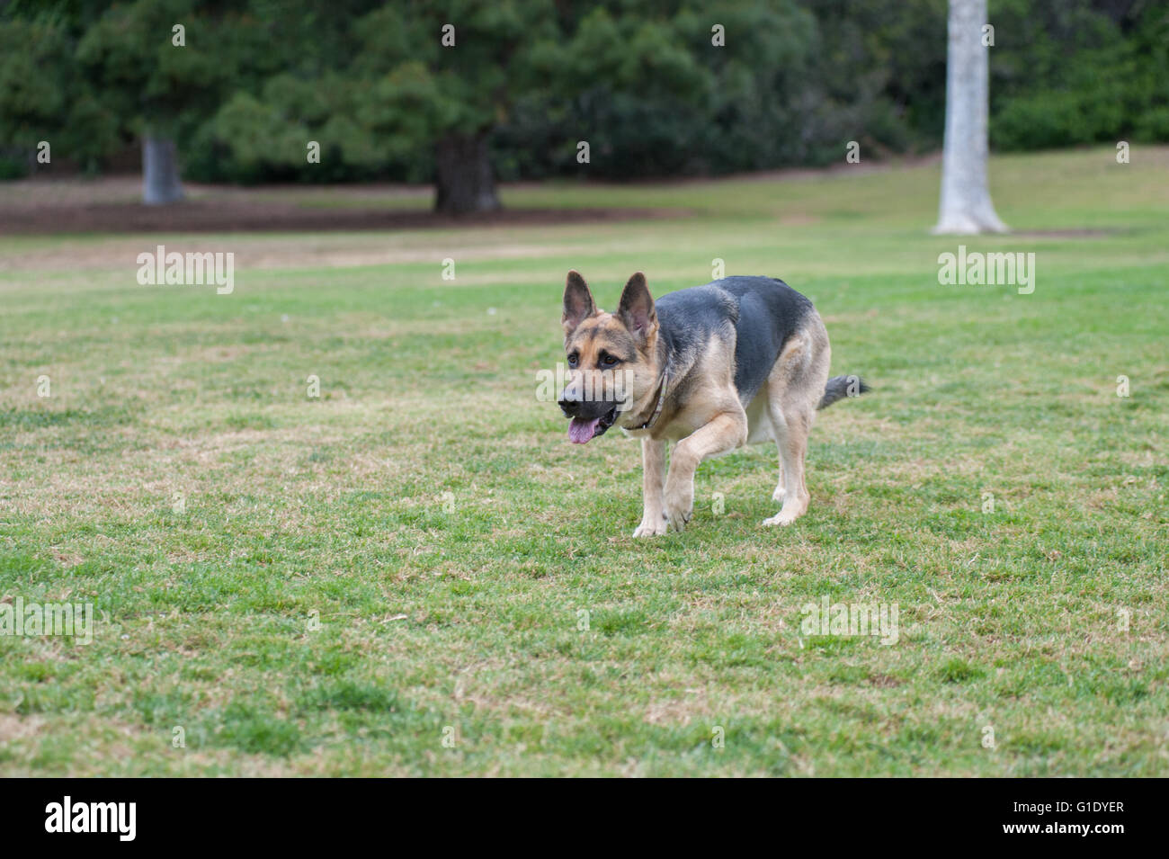 German Shepard dog stalking across grass at park Stock Photo - Alamy