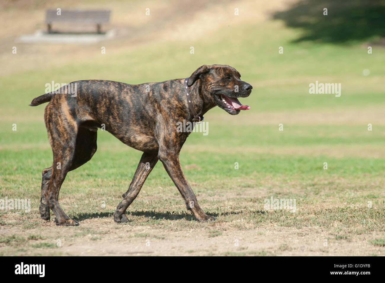 Dog mastiff walking hi-res stock photography and images - Alamy
