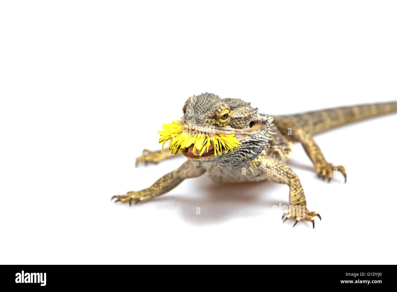 Front view od the agama lizard standing on the light background. The ...
