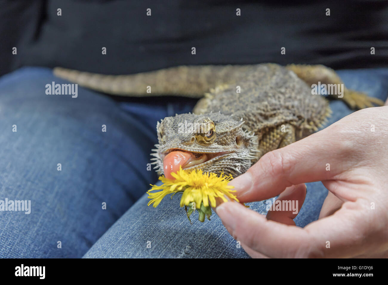 Woman is feeding by yellow dandelion flower the Agama lizard on her lap ...