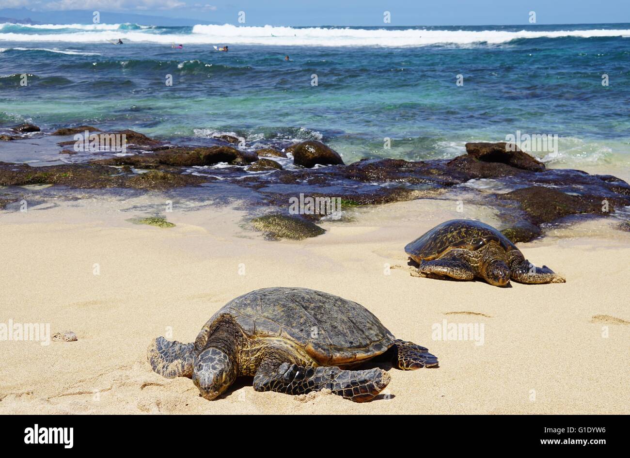Wild Honu giant Hawaiian green sea turtles at Hookipa Beach Park, Maui ...