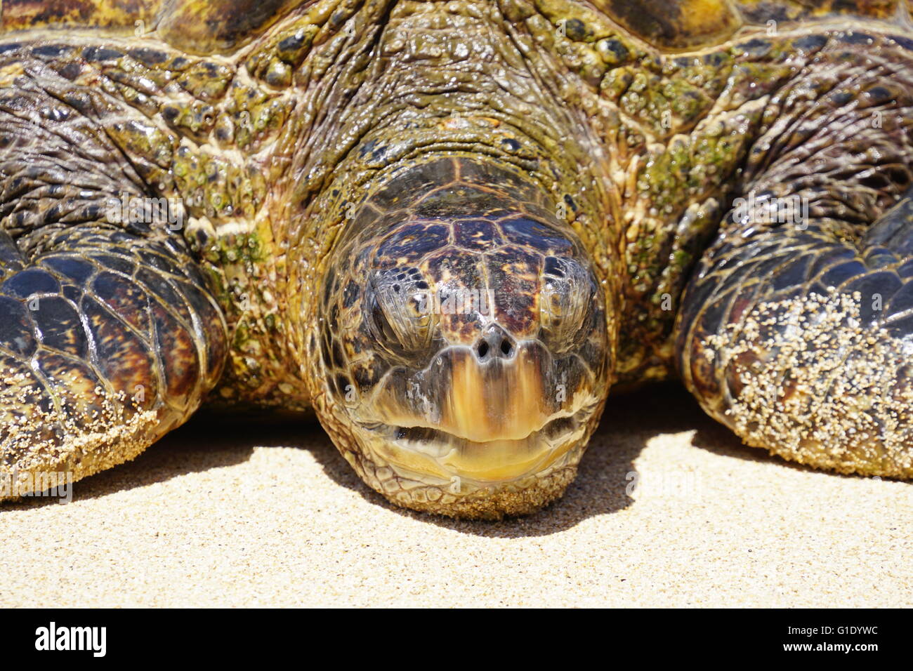 Wild Honu giant Hawaiian green sea turtles at Hookipa Beach Park, Maui ...