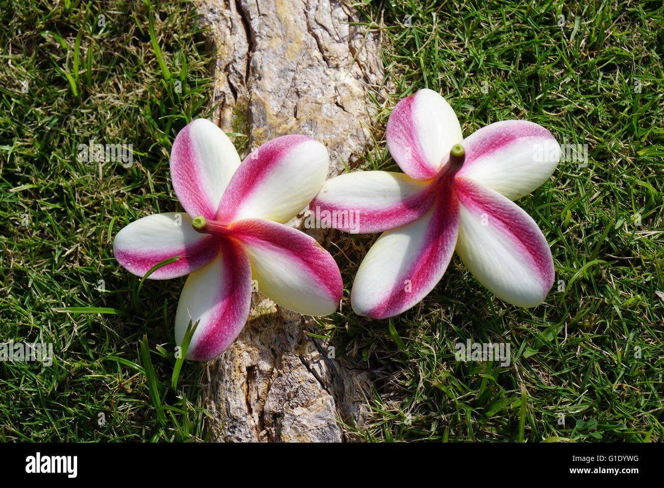 Melia tropical hi-res stock photography and images - Alamy