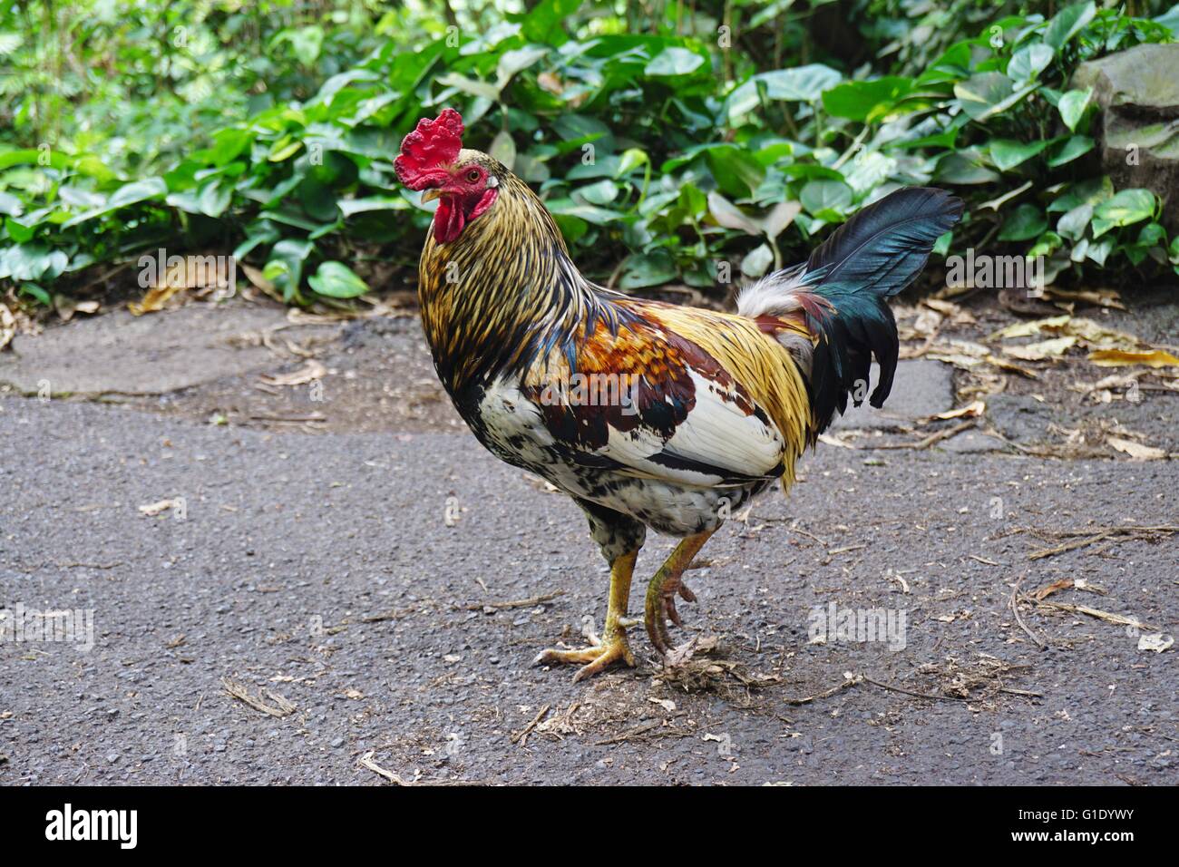 Colorful rooster crossing the road Stock Photo - Alamy