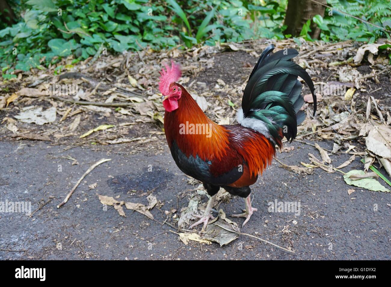 Colorful rooster crossing the road Stock Photo - Alamy