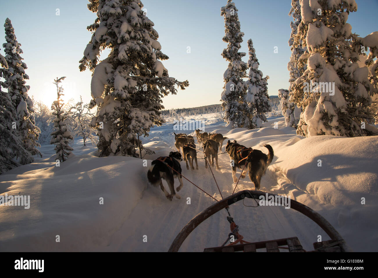 Alaskan huskies pulling a sled through the frozen woods in Sweden Stock ...