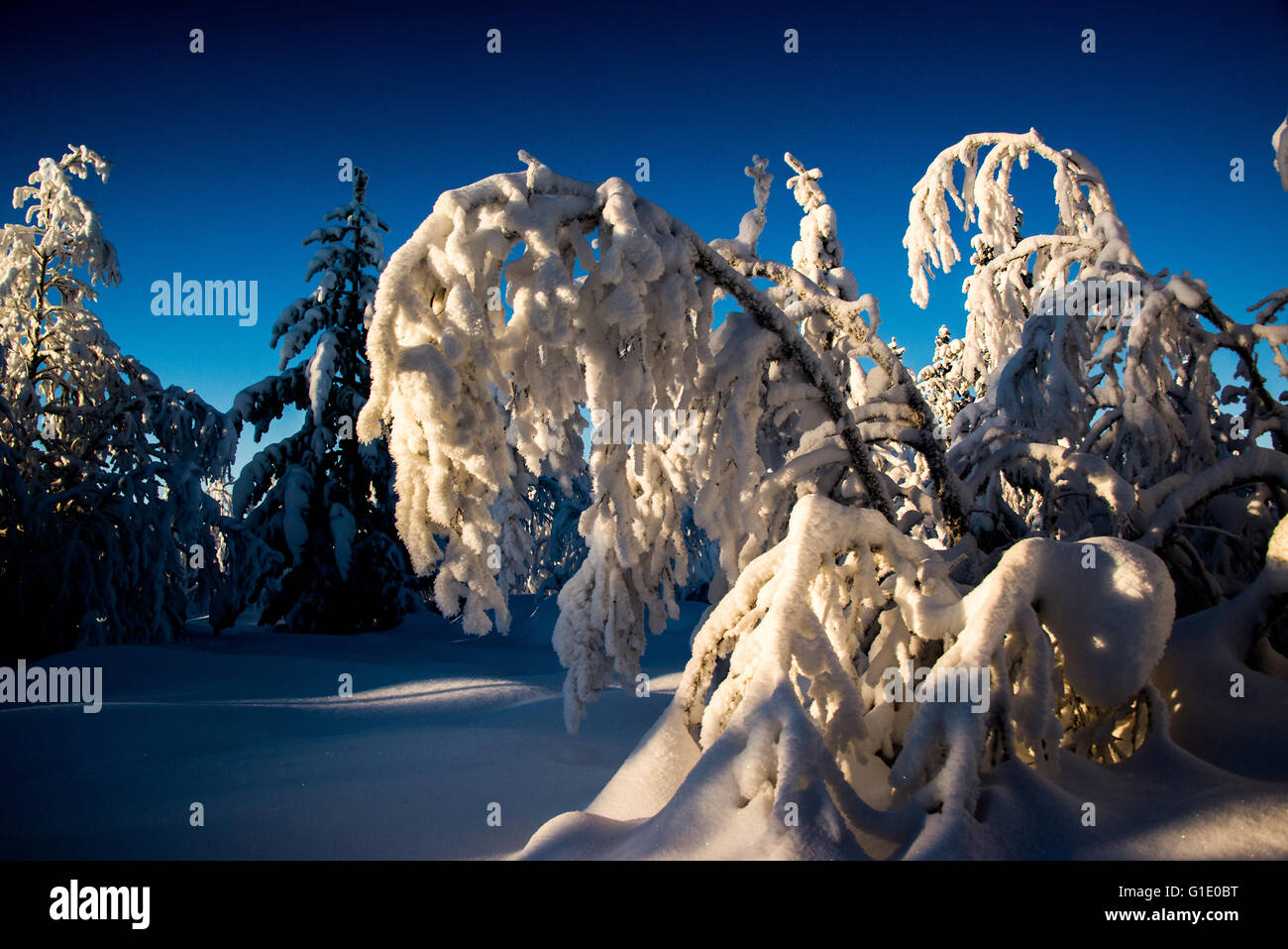 Trees droop under the weight of snow Stock Photo - Alamy
