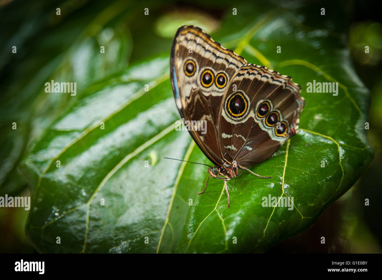 Very large butterfly hi-res stock photography and images - Alamy