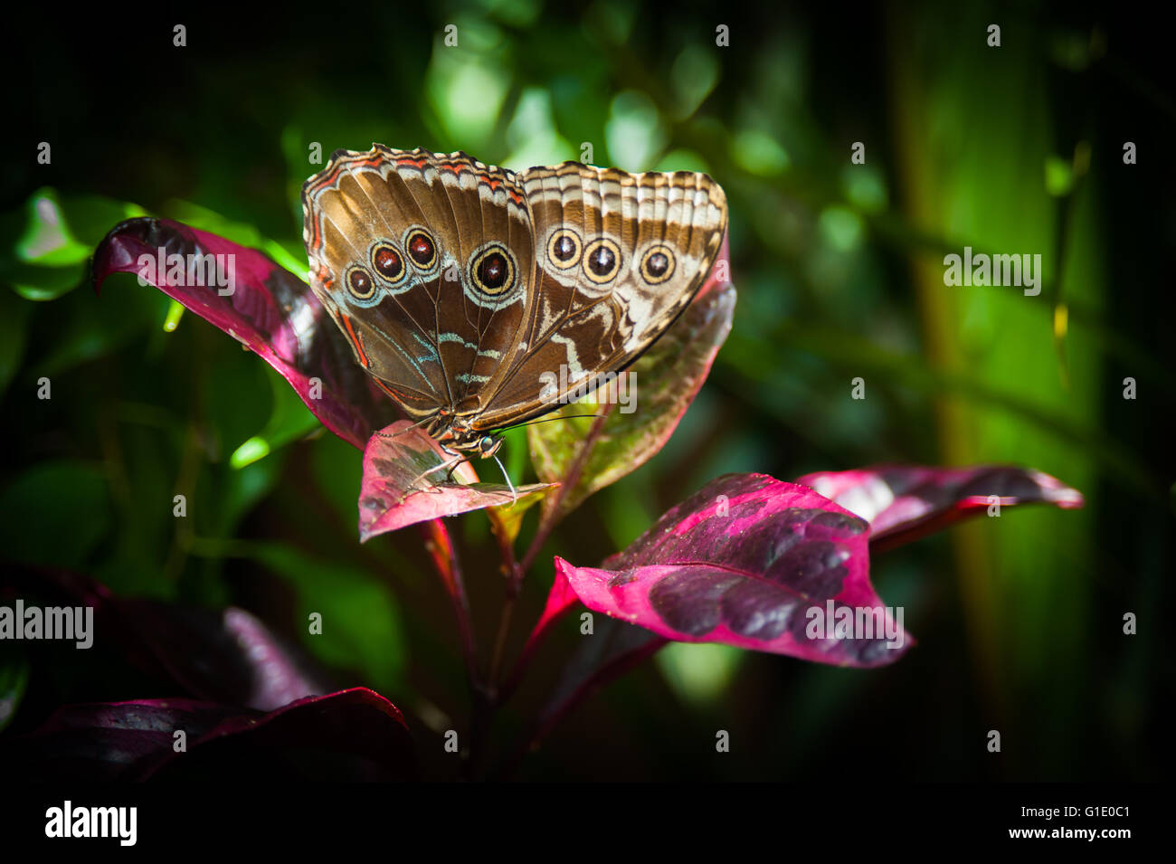 Blue Morphos on plant Stock Photo - Alamy