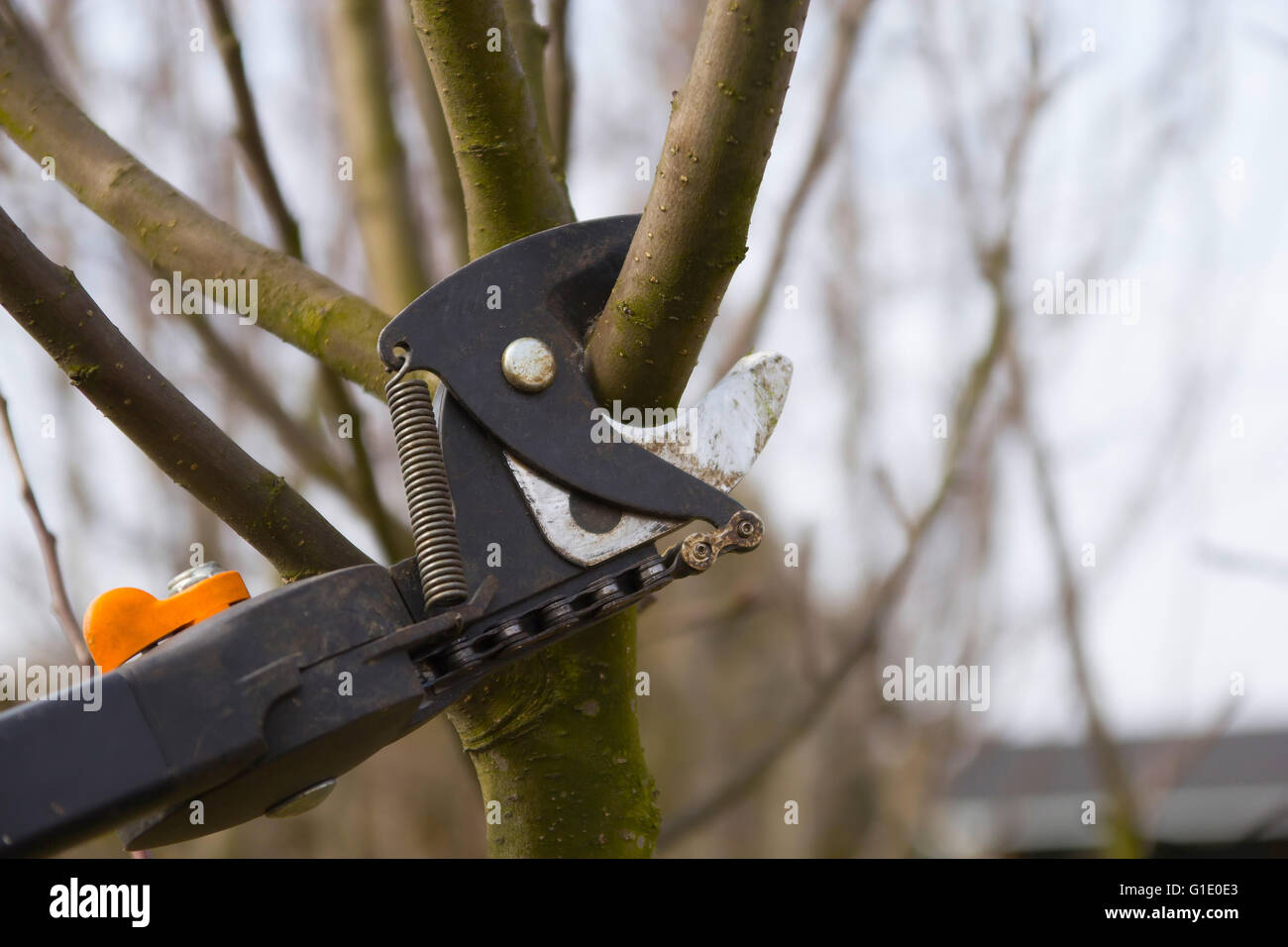 Snipping tree hi-res stock photography and images - Alamy