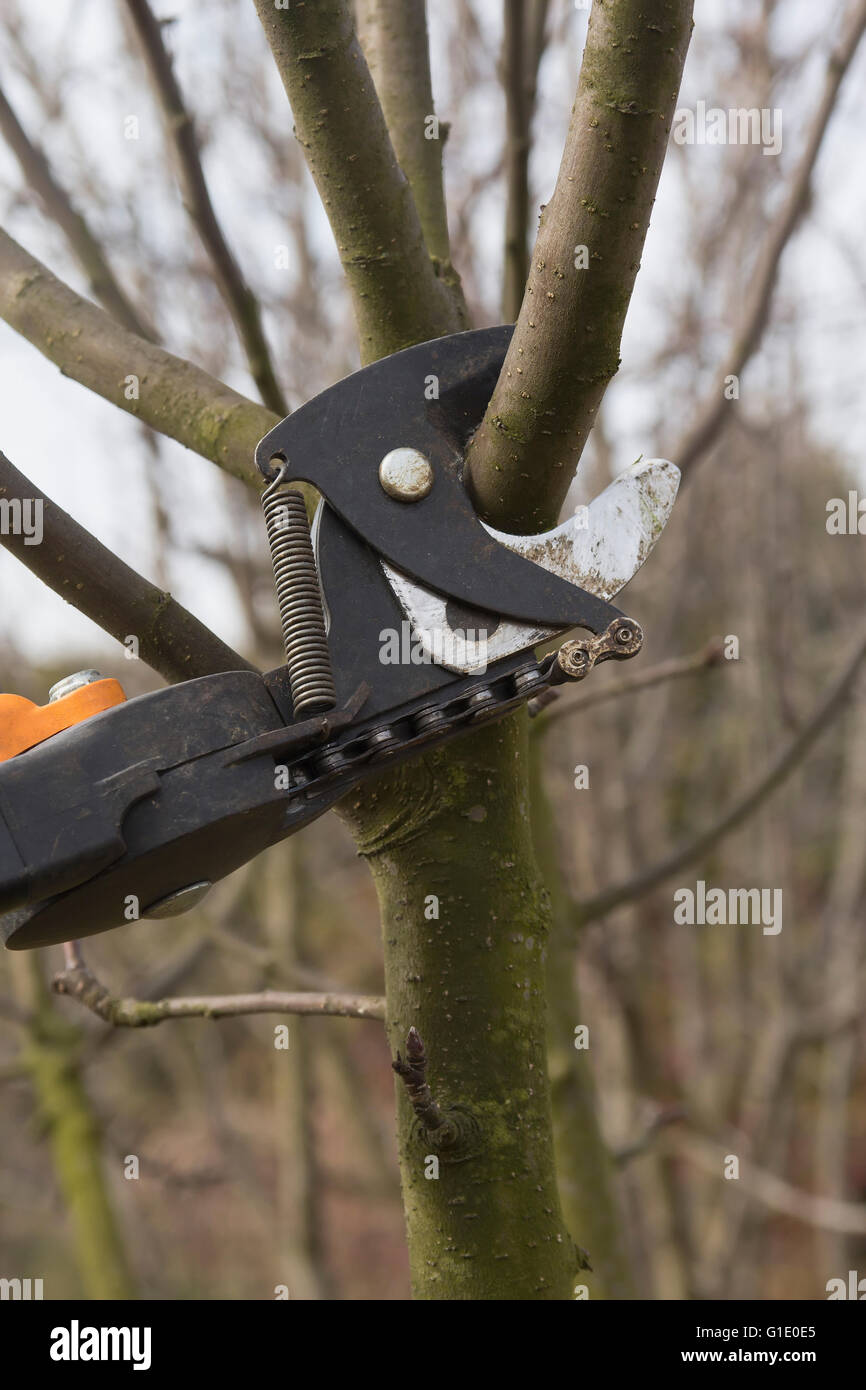 Snipping tree hi-res stock photography and images - Alamy