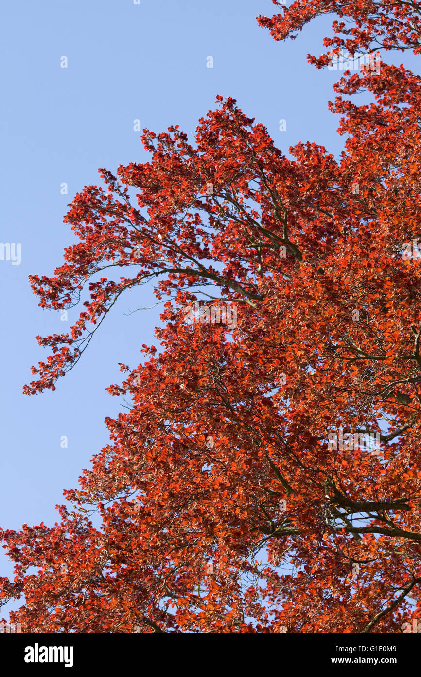 Changing tree in the Fall/Autumn in England Stock Photo - Alamy