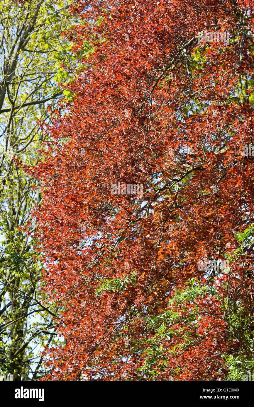Changing tree in the Fall/Autumn in England Stock Photo - Alamy