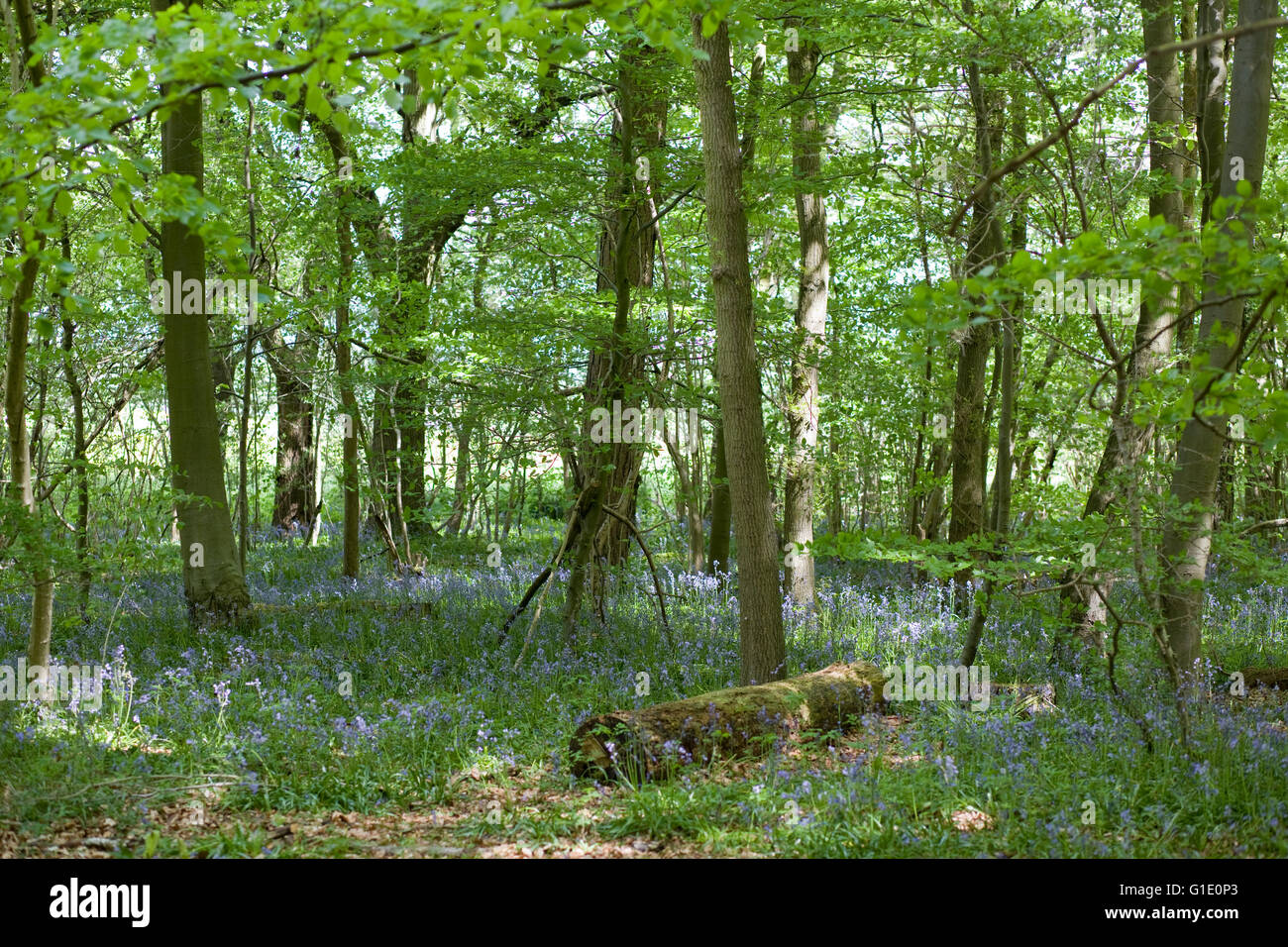 Woodland pollination hi-res stock photography and images - Alamy