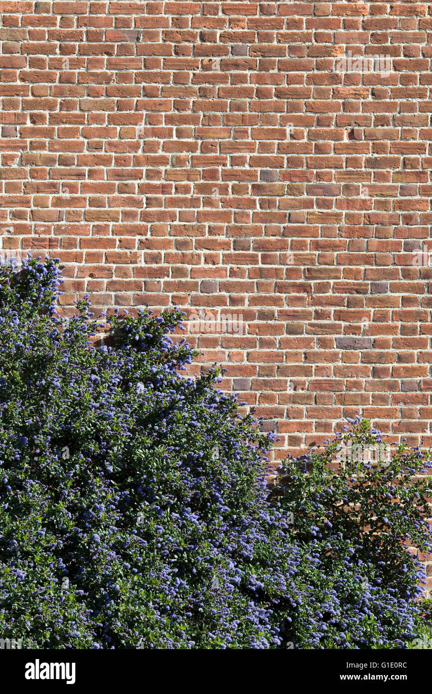 Ceanothus concha flowering bush against an brick wall Stock Photo - Alamy