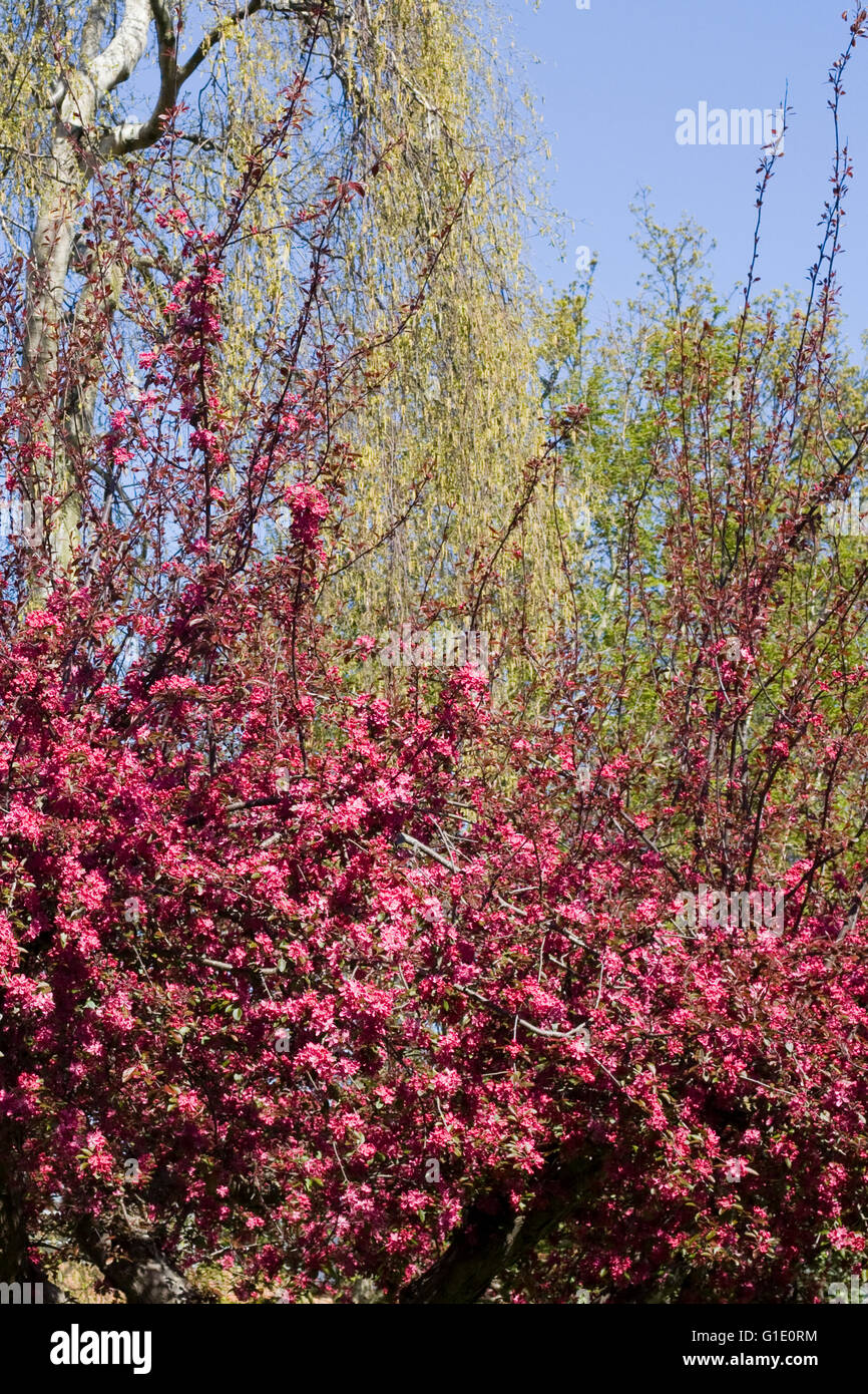 Cherry blossom and weeping willow Stock Photo - Alamy