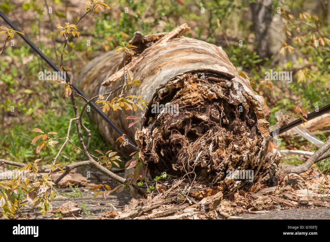 Rotted tree hi-res stock photography and images - Alamy