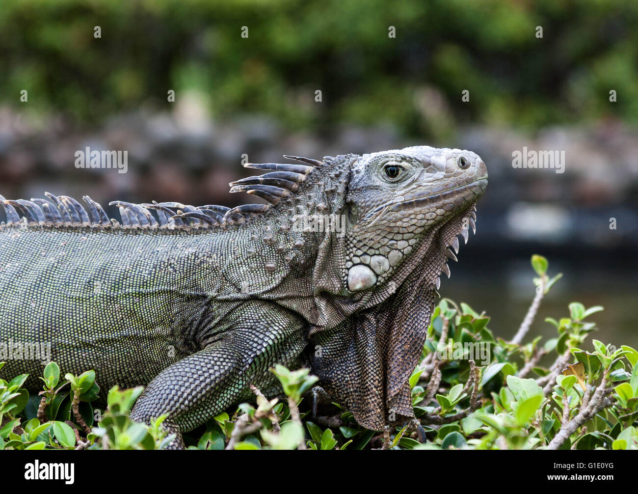Wild Iguana on the Island of Puerto Rico Stock Photo - Alamy