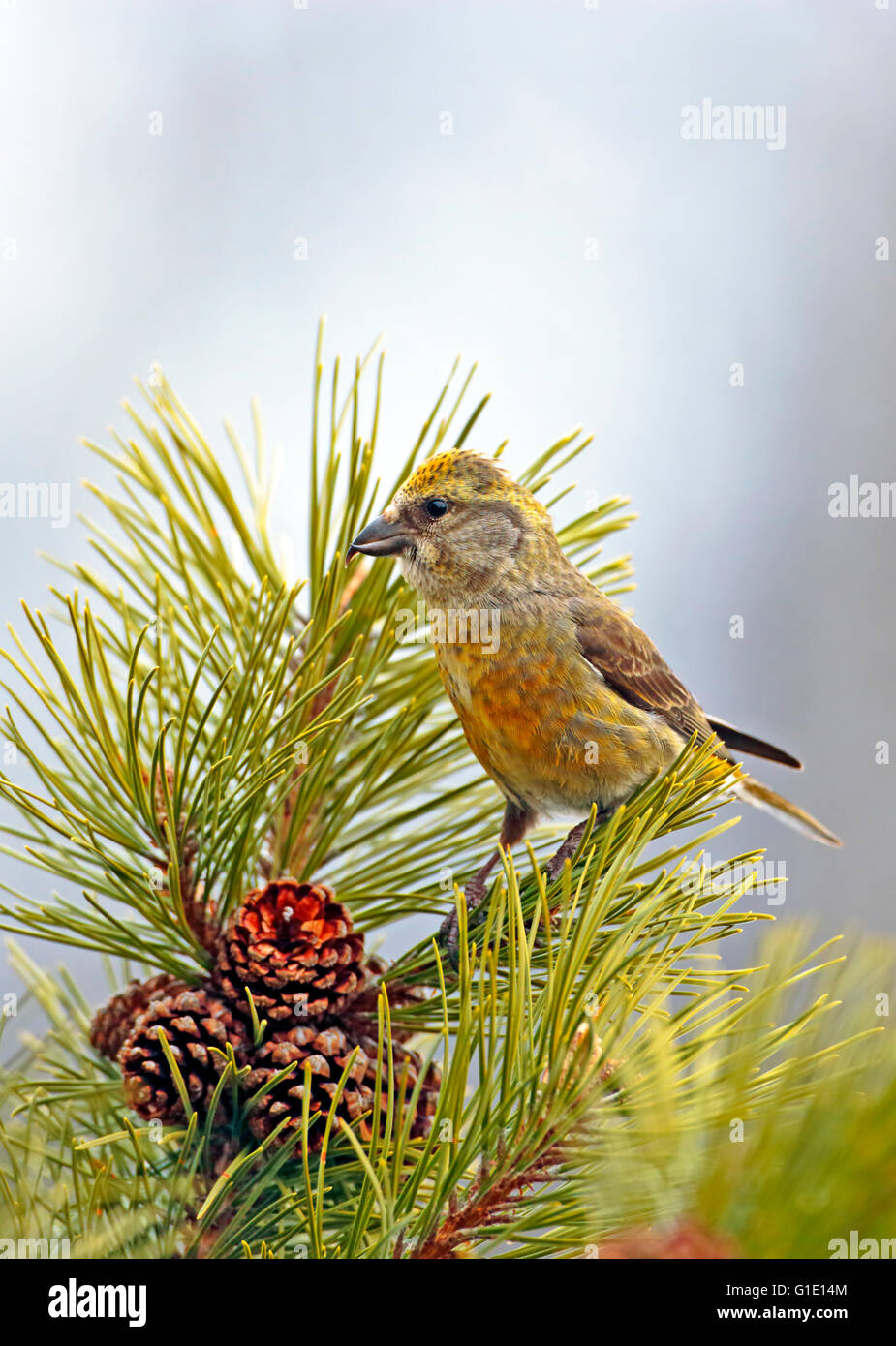 Female Cross-bill perched in pine tree looking to collect seeds from ...