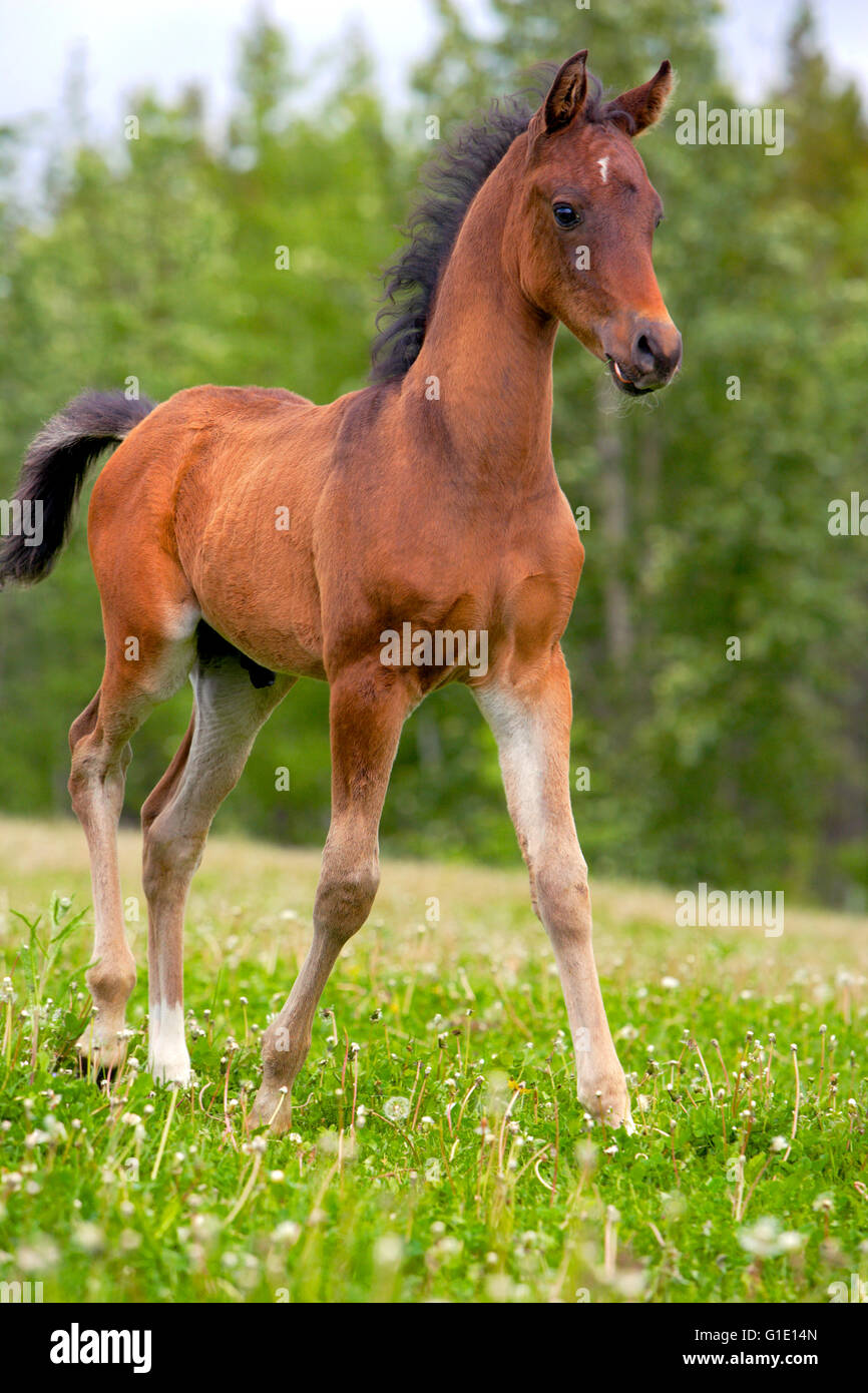 Bay Arab Horse Trotting High Resolution Stock Photography and Images ...