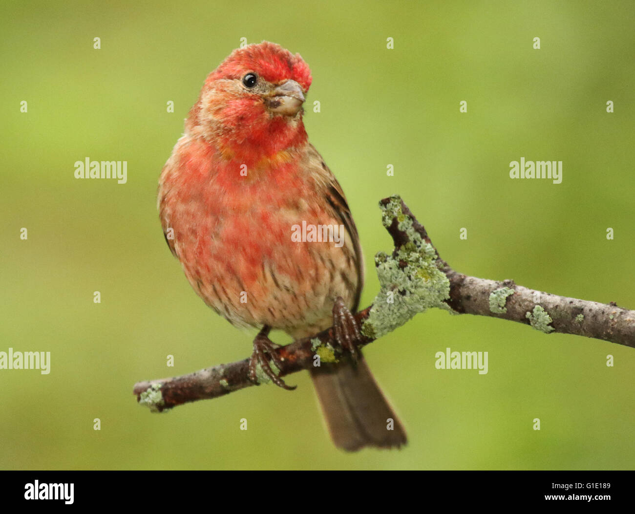 A male House Finch waiting at the end of a perch Stock Photo - Alamy