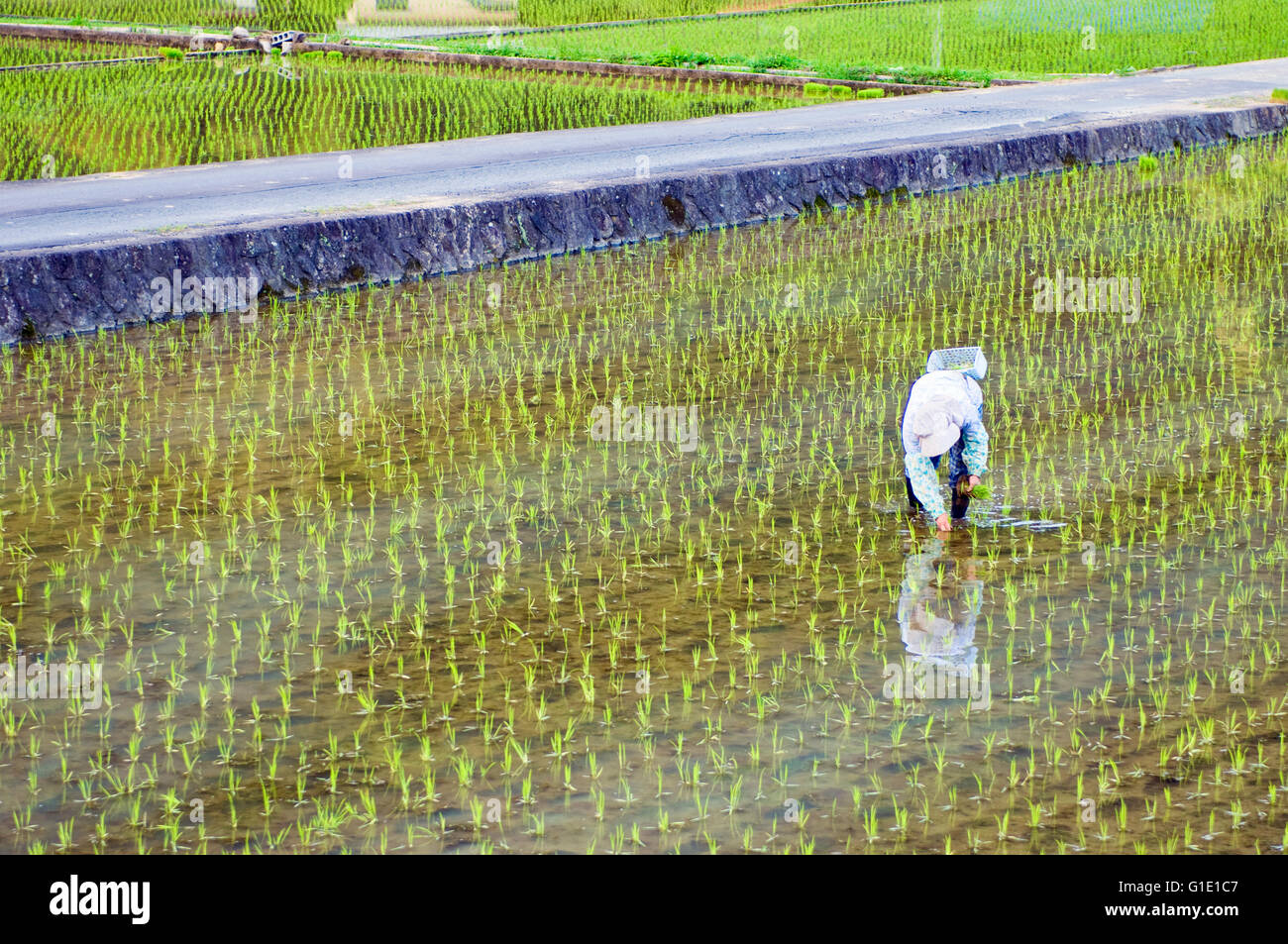 A Japanese farmer planting rice in a flooded paddy by hand, Image taken ...