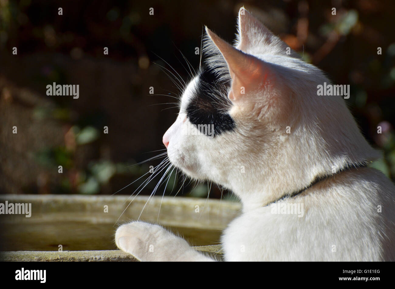 Cat at the birdbath Stock Photo - Alamy