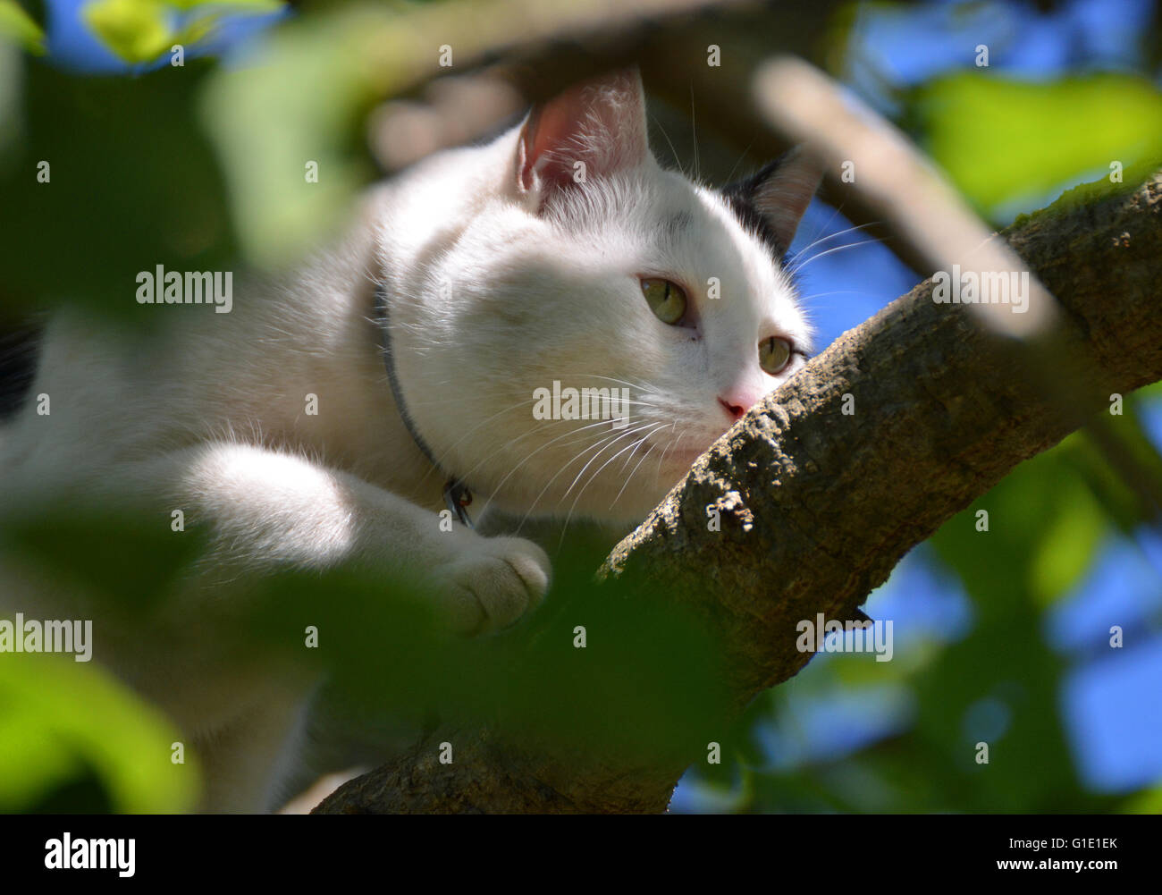 Intent eyes hi-res stock photography and images - Alamy