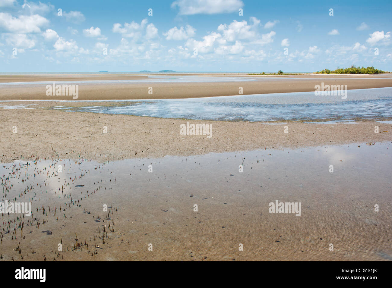 Forest at the river estuary or Mangroves forest Stock Photo - Alamy