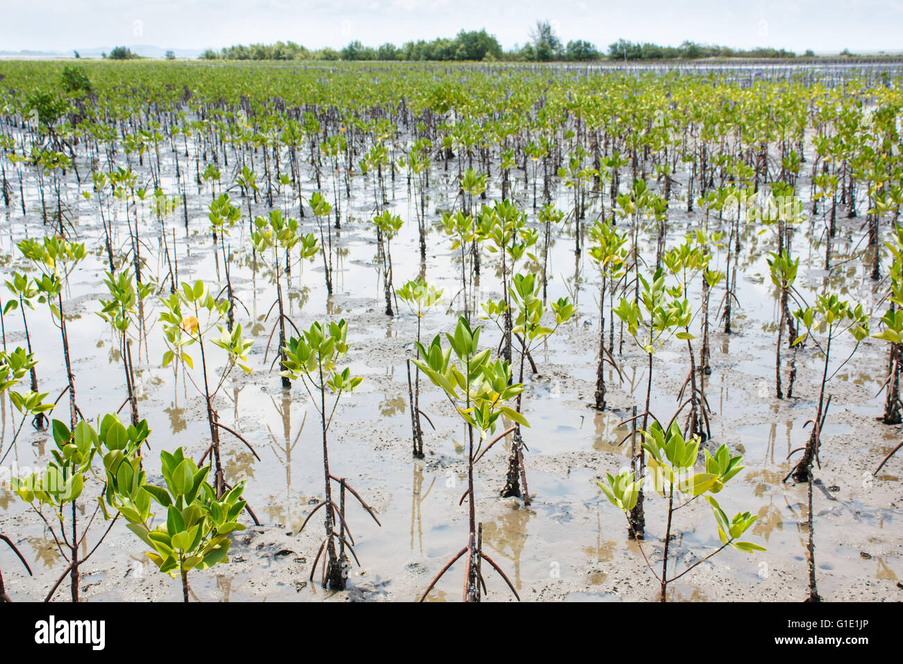Forest at the river estuary or Mangroves forest Stock Photo - Alamy