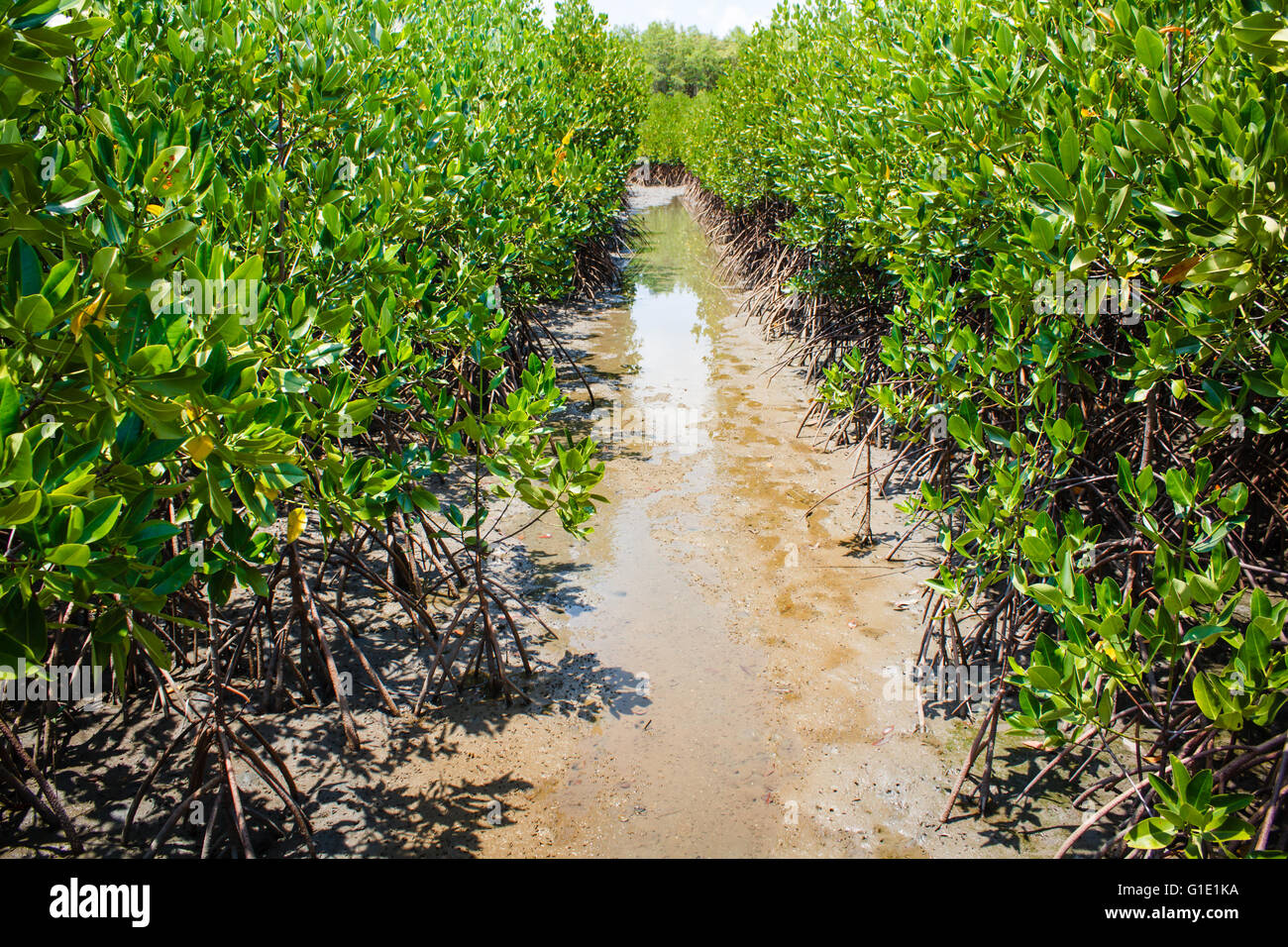 Forest at the river estuary or Mangroves forest Stock Photo - Alamy