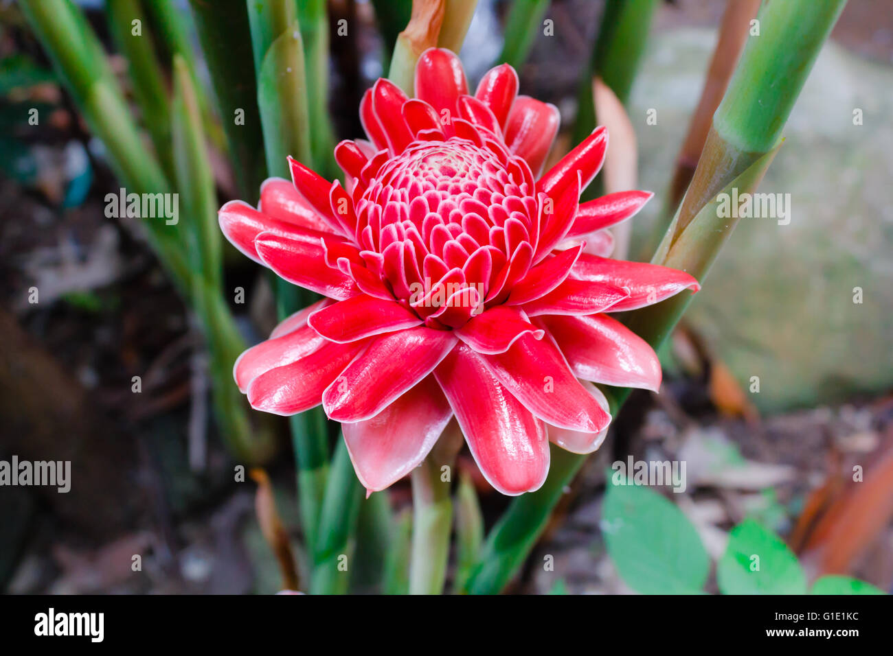 Etlingera Elatior Stock Photos & Etlingera Elatior Stock Images - Alamy
