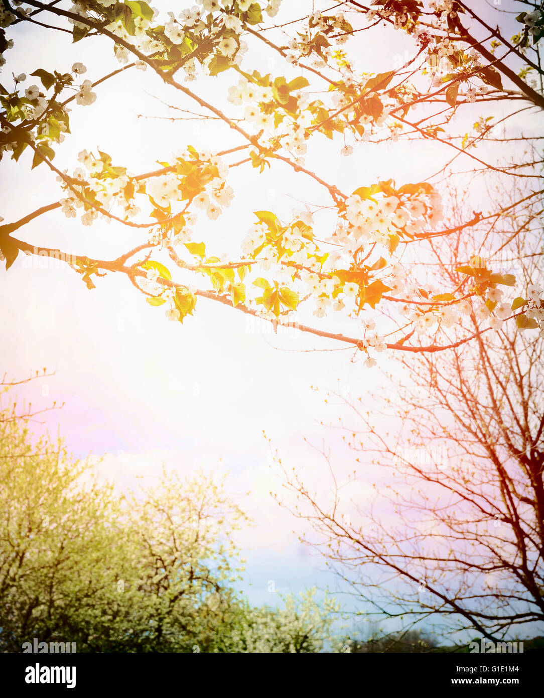 Spring blooming trees in sunset. Nature background Stock Photo - Alamy