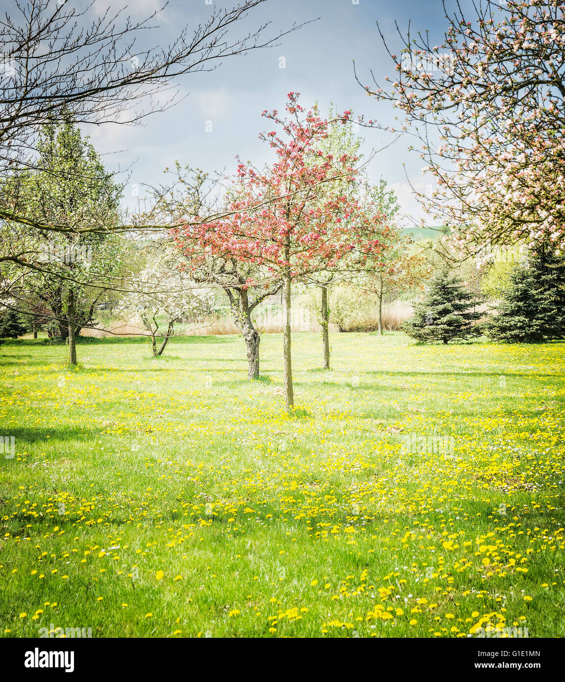 Spring blossom of fruits trees garden or park. Nature background Stock ...