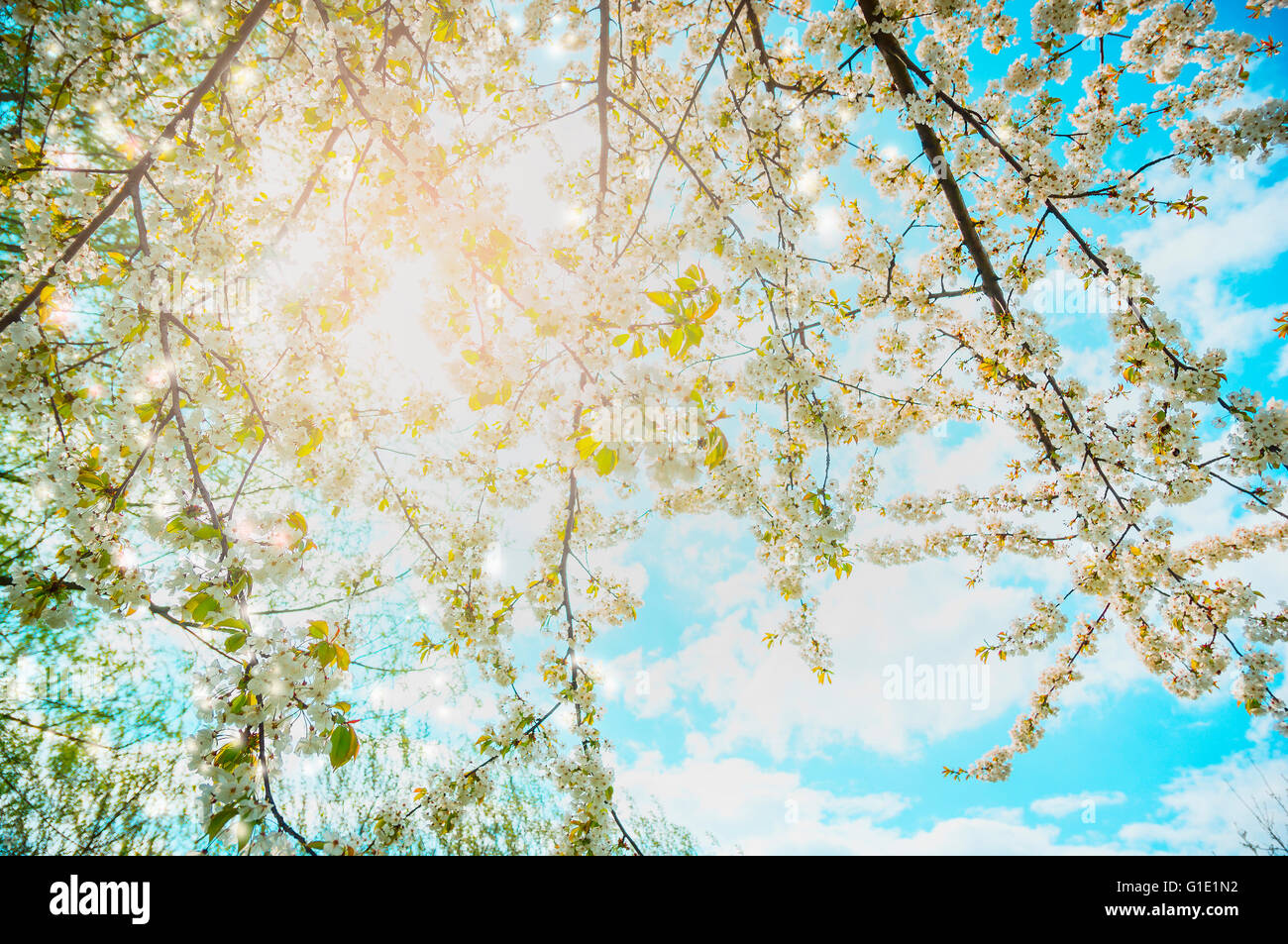Spring tree blossom on sunshine and sky background Stock Photo - Alamy