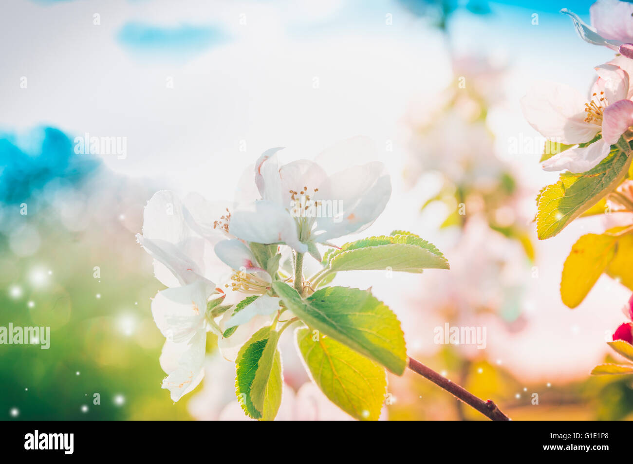Sunny spring tree blossom, floral nature background Stock Photo - Alamy