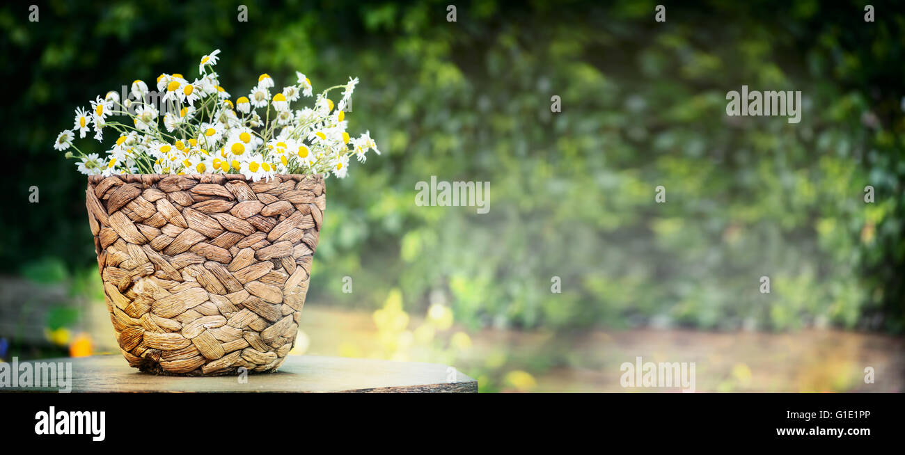 Basket with wild daisies over green nature background, side view ...