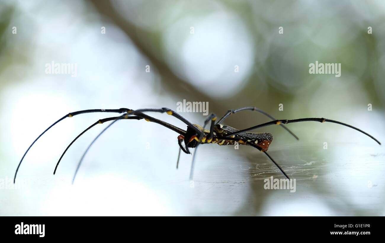 Golden web spider. Giant golden orb weaver. Nephila pilipes Stock Photo ...
