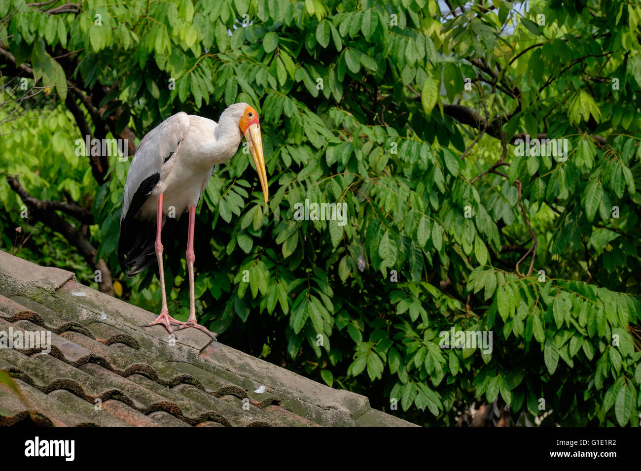Yellow-billed storke on the roof Stock Photo - Alamy