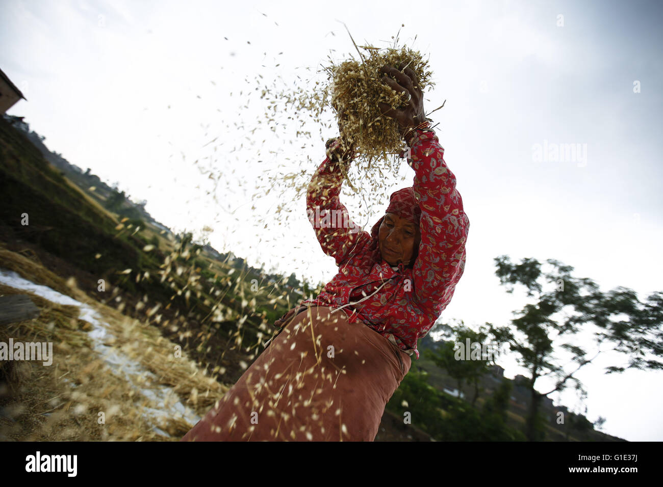 Winnowing Seeds High Resolution Stock Photography and Images - Alamy