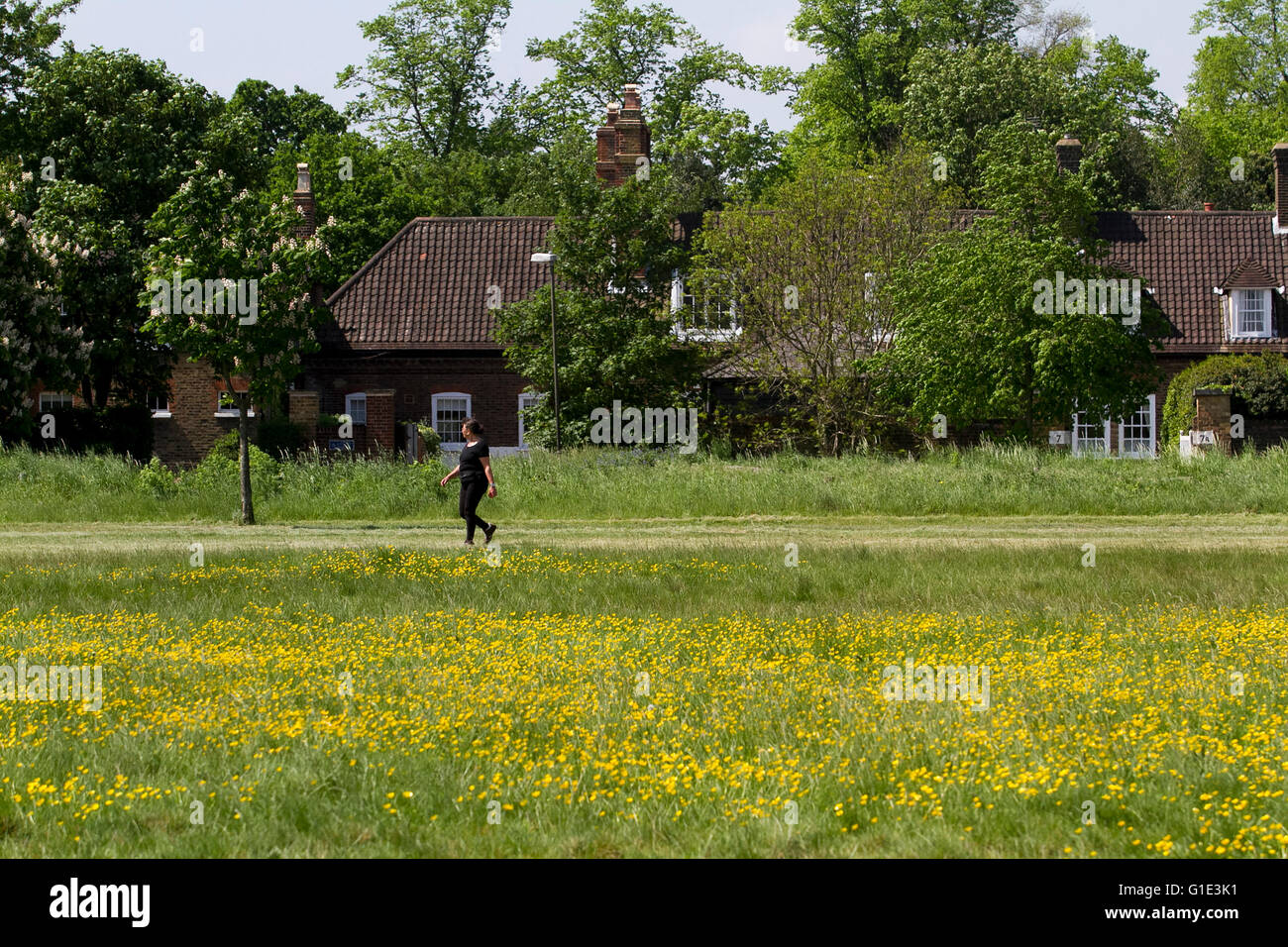 Wimbledon London,UK. 13th May 2016. A woman walks on Wimbledon Common ...