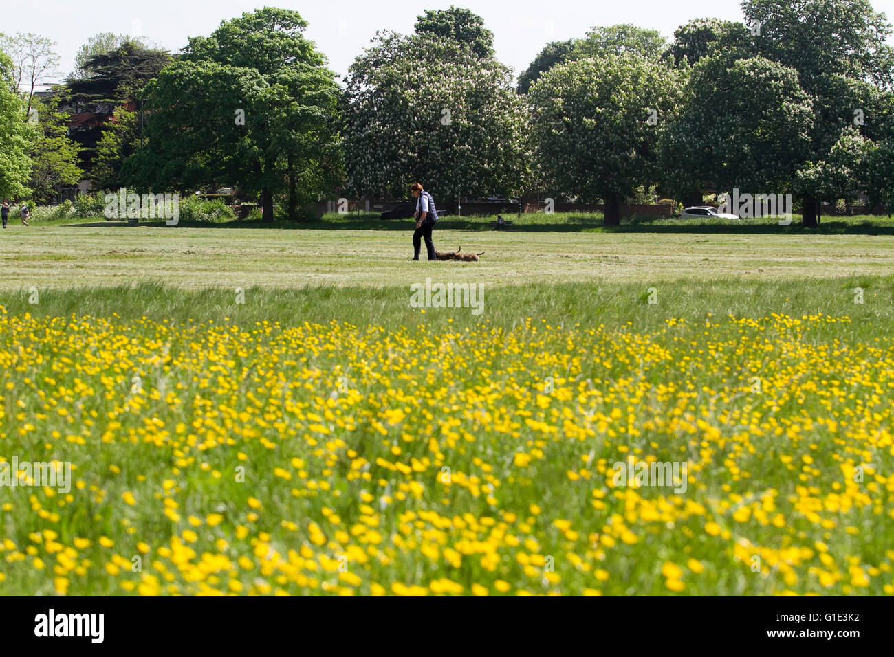 Wimbledon London,UK. 13th May 2016. A woman walks her dogs on Wimbledon ...